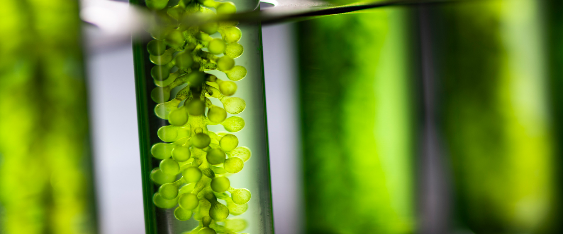 BIOTEC Info & Hotels Travel2Fair