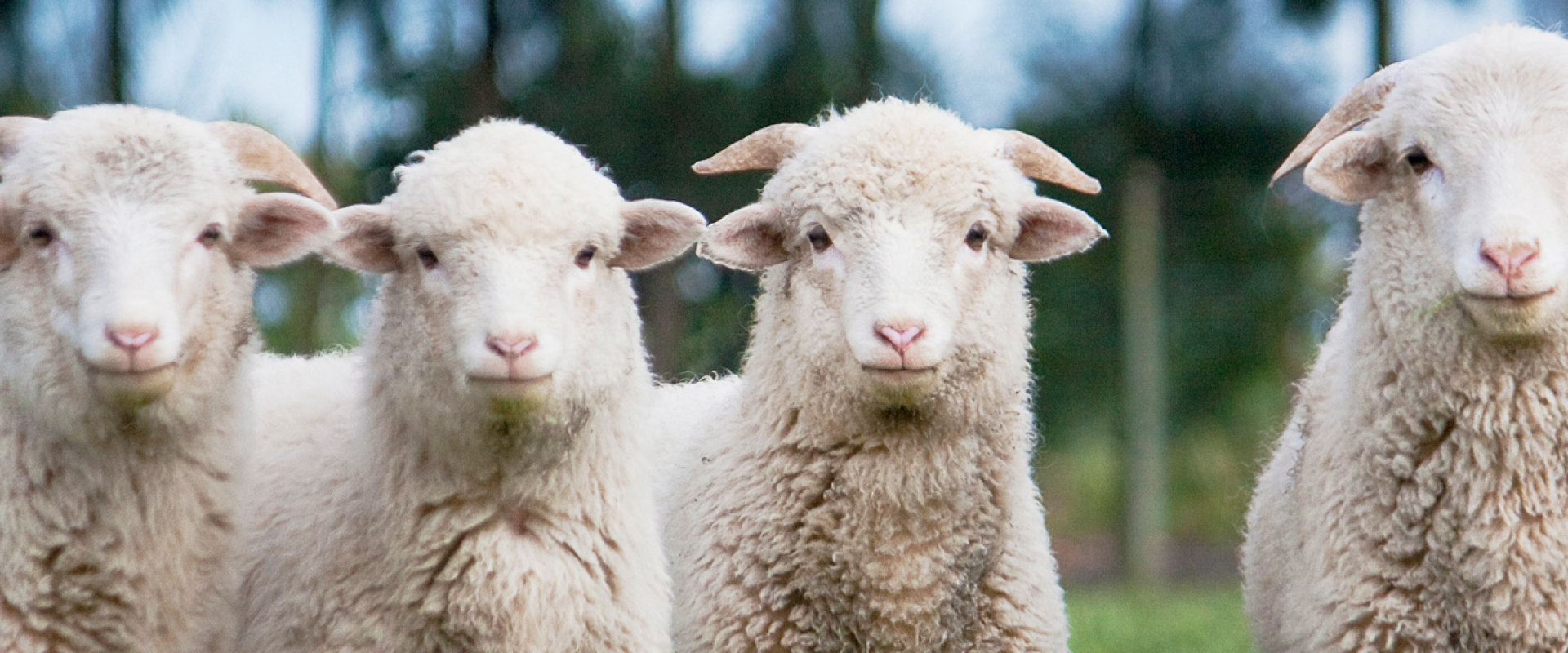 Suffolk Show Ipswich 2026 Exhibition Info & Hotels Travel2Fair